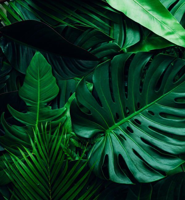 ABOUT - Open Horizons Foundation